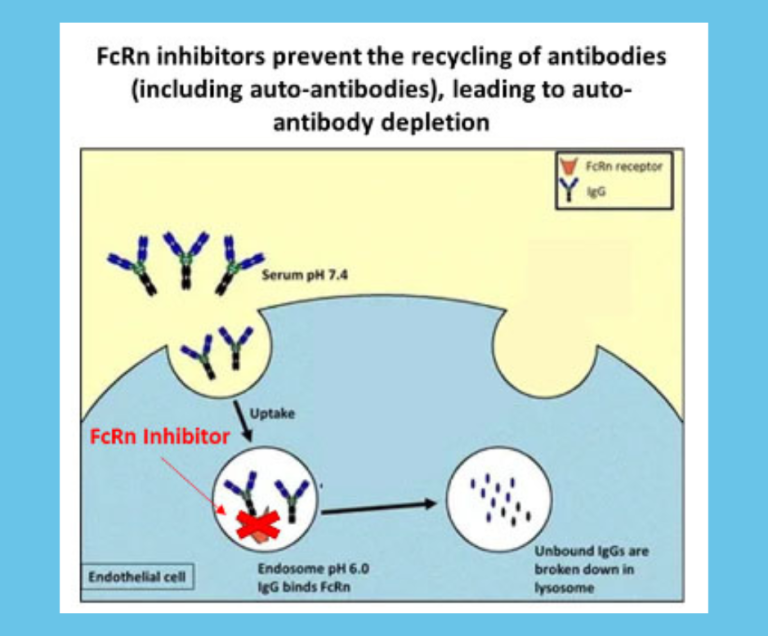 Rozanolixizumab – A New Treatment for MOG Antibody Disease?
